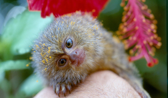 MICO LEÓN 1 Imagen & Foto | animales, mico, naturaleza Fotos de ...