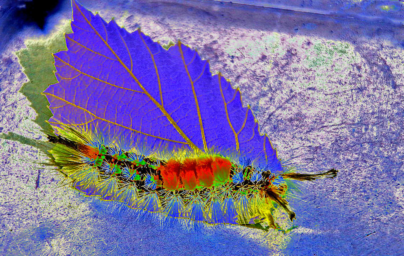 Microcosmos... photo et image | nature, animaux, special Images ...