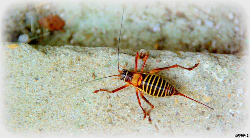 Microcosmos... photo et image | macro nature, macro insectes, nature ...