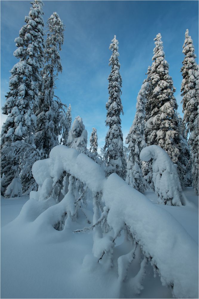 [ Midwinter...] Foto & Bild | fotos, snow, world Bilder auf fotocommunity