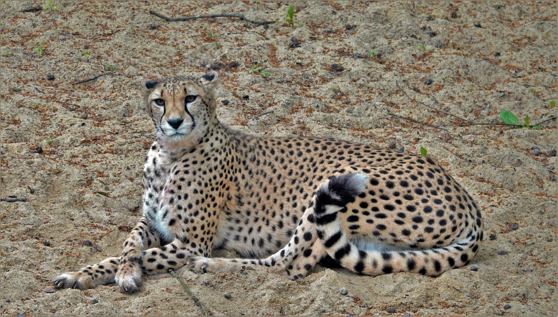*Miez mit Punkten* Foto & Bild | tiere, zoo, wildpark & falknerei ...