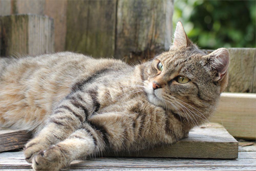 ** MIEZE ** Foto & Bild | tiere, haustiere, katzen Bilder auf fotocommunity