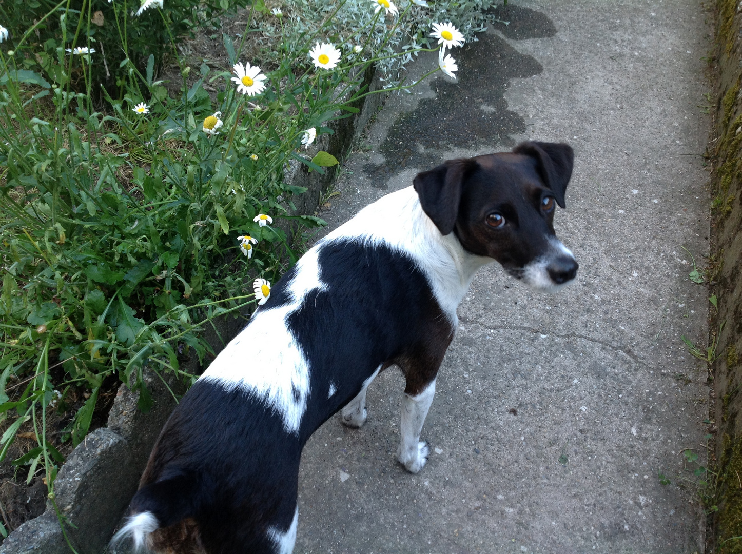 Mignonne photo et image | animaux, animaux domestiques, chiens Images ...