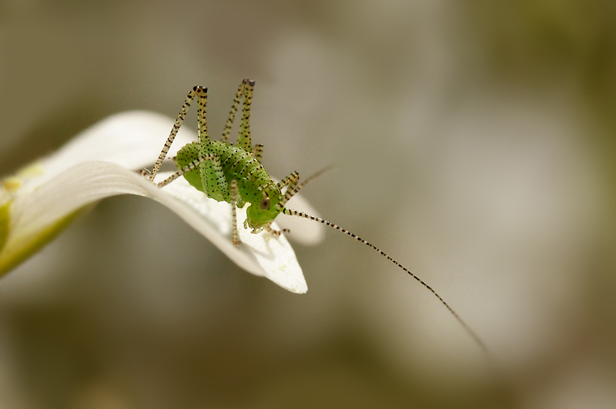 ..Mignonnette..;-) photo et image | macro nature, macro insectes ...