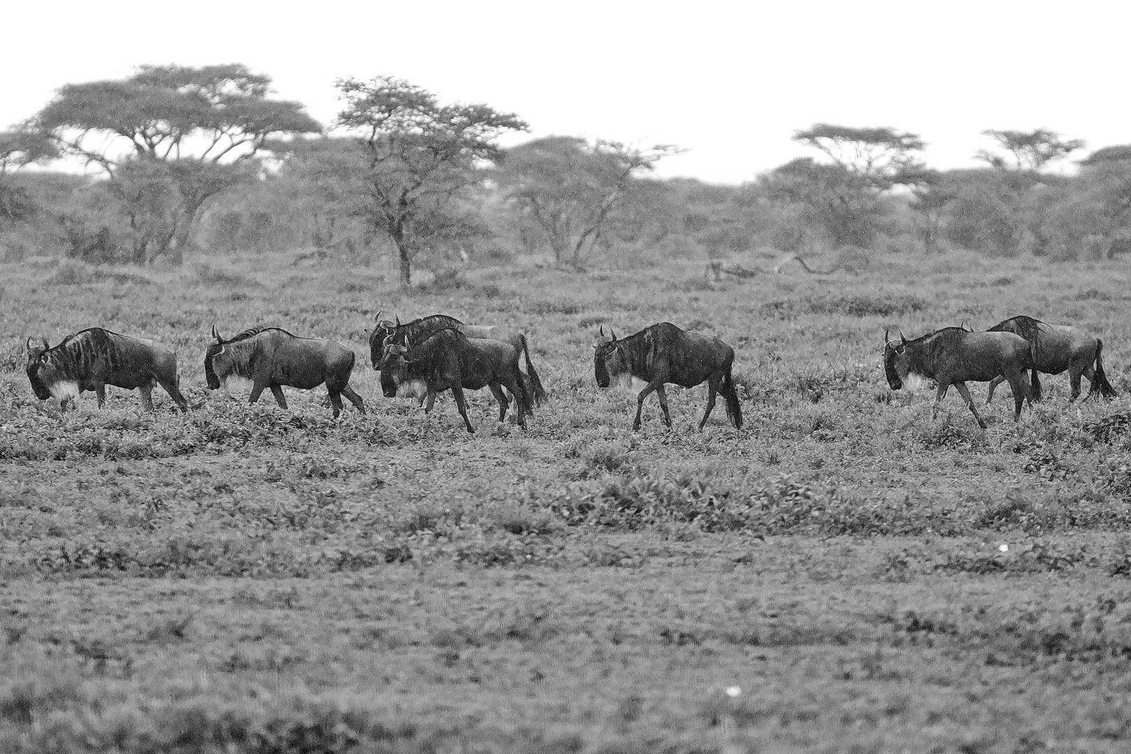 Migration Foto & Bild | afrika, migration, serengeti Bilder auf ...