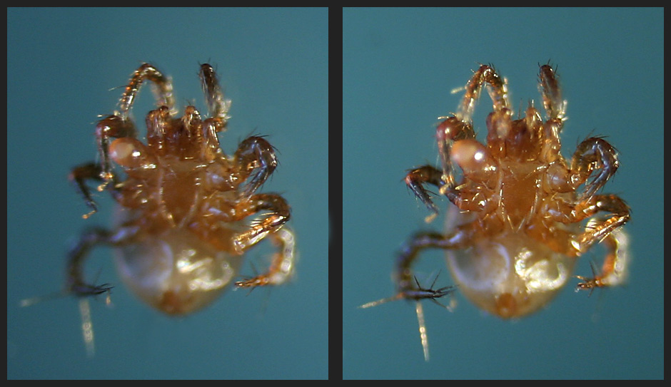 Mikro-Milbe 2 [3D] Foto & Bild | stereoskopische raumbilder, kreuzblick ...