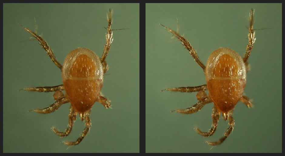 Mikro-Milbe [3D] Foto & Bild | stereoskopische raumbilder, kreuzblick ...