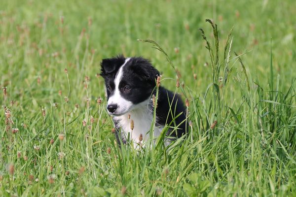 Hunde, Hundebilder, Hundefotos