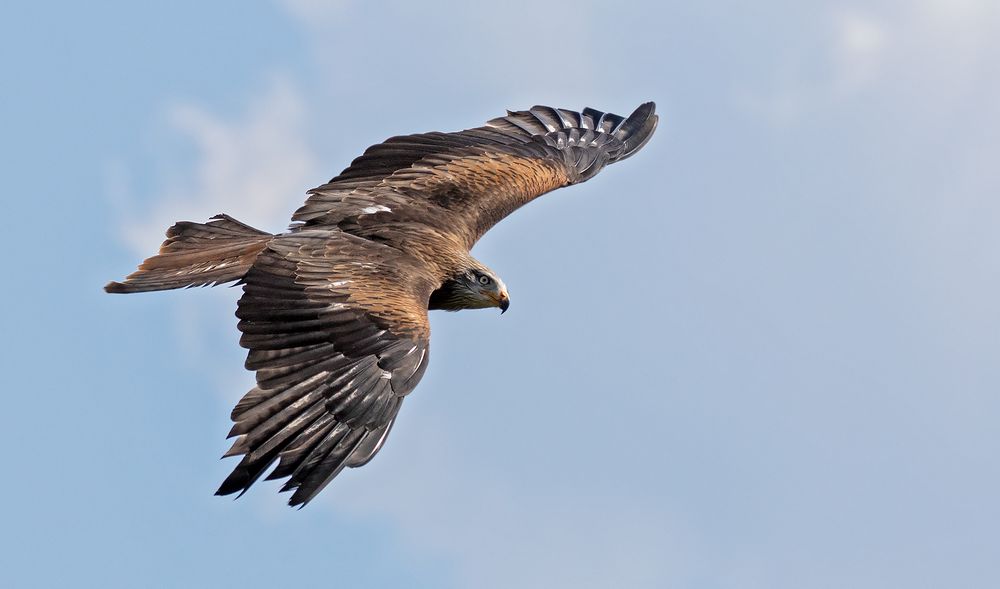 Milan 001 Foto & Bild | tiere, zoo, wildpark & falknerei, vögel Bilder ...