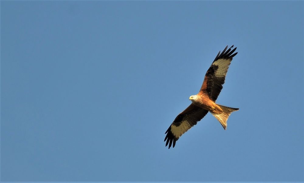 Milan photo et image | animaux, animaux sauvages, oiseaux Images ...