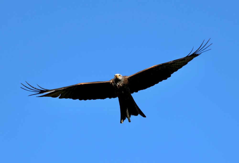 Milan Foto & Bild | tiere, zoo, wildpark & falknerei, natur Bilder auf ...