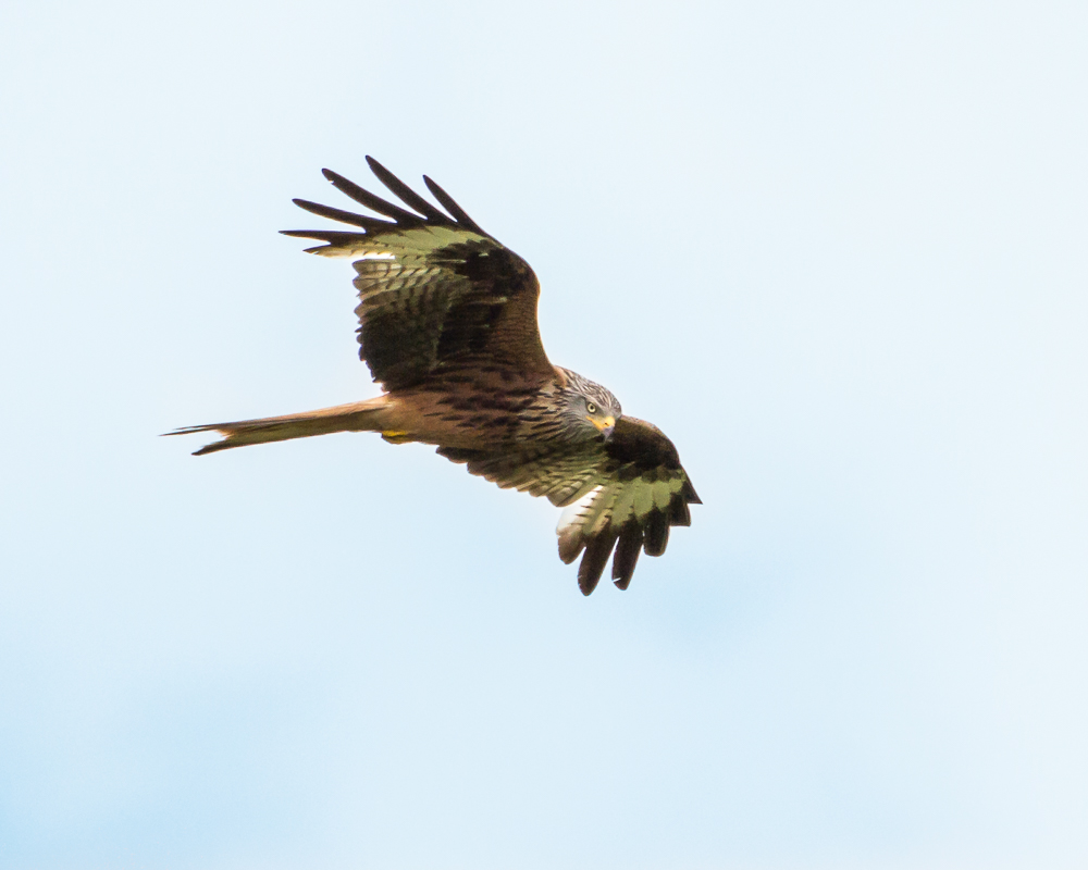 Milan Foto & Bild | tiere, vögel, wildlife Bilder auf fotocommunity