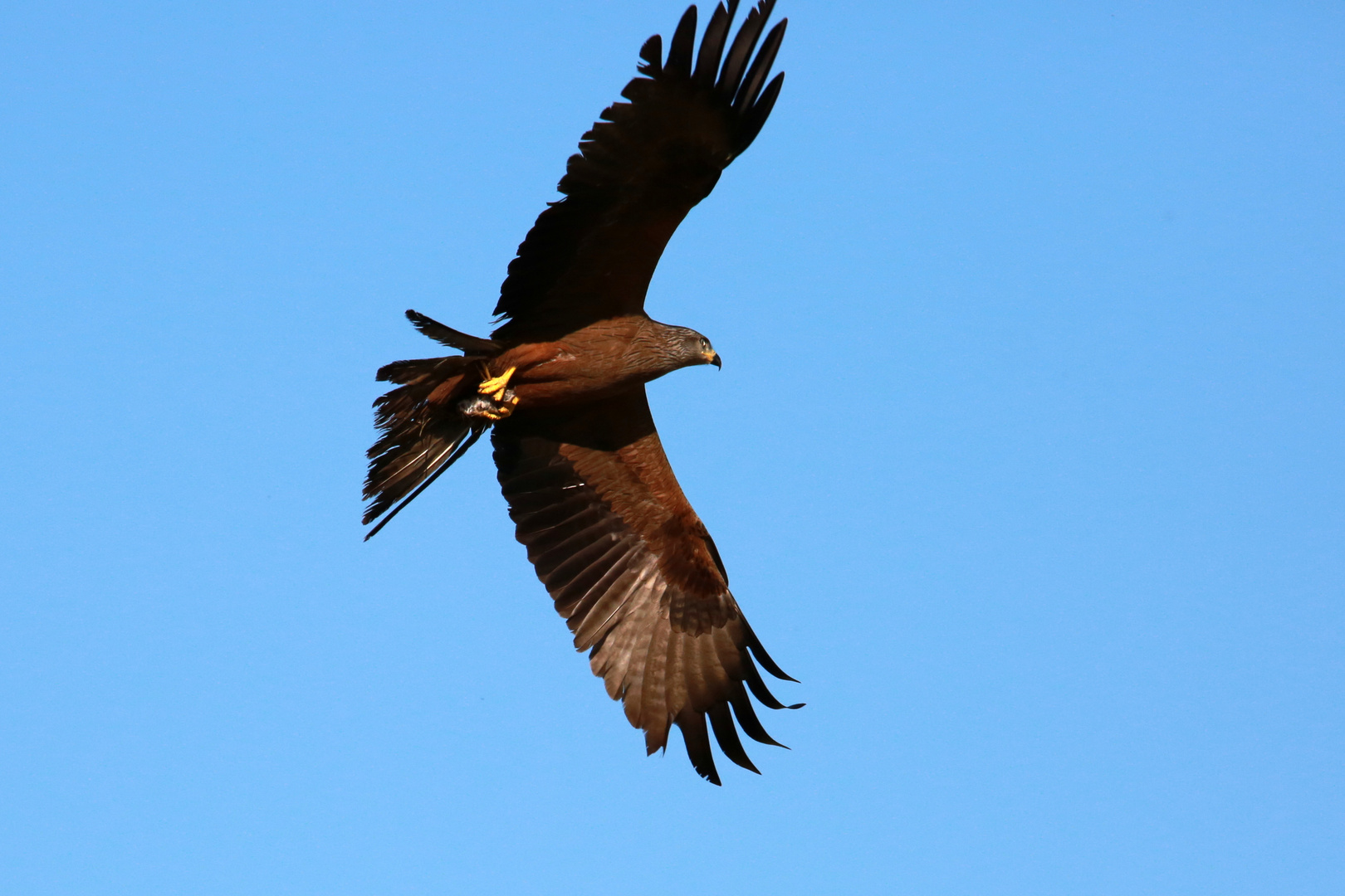 Milan Foto & Bild | tiere, wildlife, wild lebende vögel Bilder auf ...