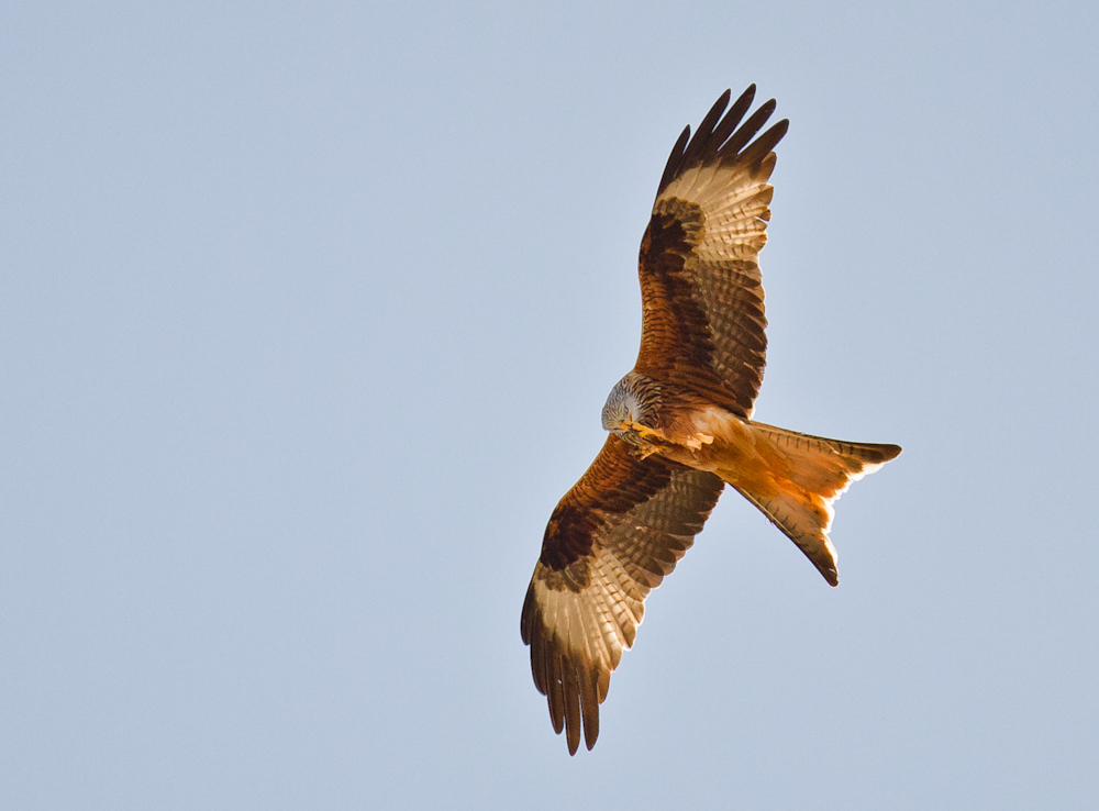 Milan Foto & Bild | tiere, wildlife, wild lebende vögel Bilder auf ...