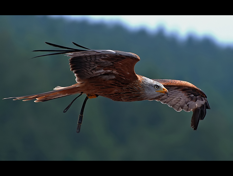 Milan Foto & Bild | tiere, zoo, wildpark & falknerei, vögel Bilder auf ...