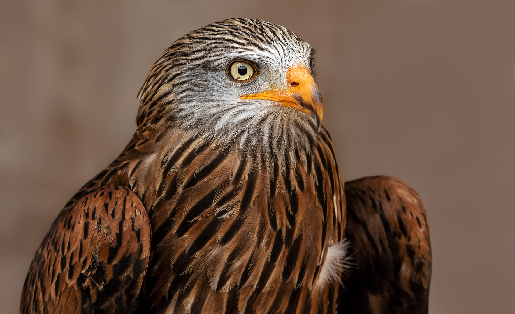 Milan-Portrait 001 Foto & Bild | world, frühling, natur Bilder auf ...