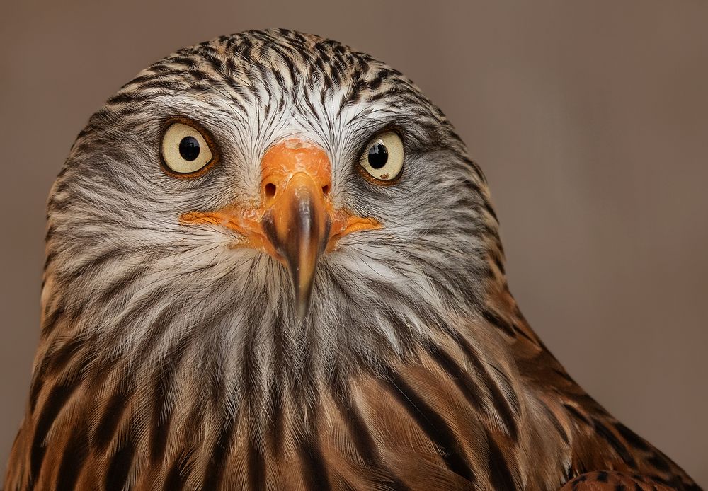 Milan-Portrait Foto & Bild | deutschland, europe, nordrhein- westfalen ...