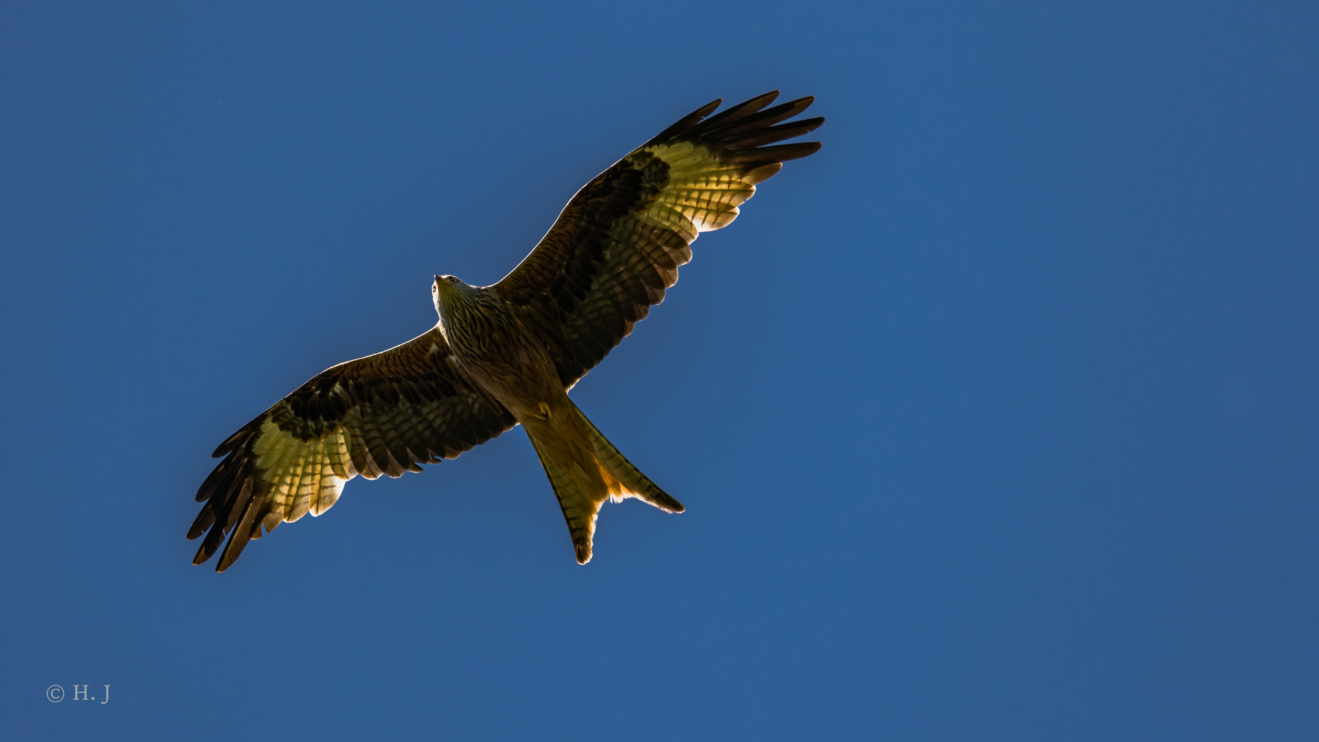 Milan rouge Foto & Bild | animaux, animaux sauvages, vögel Bilder auf ...