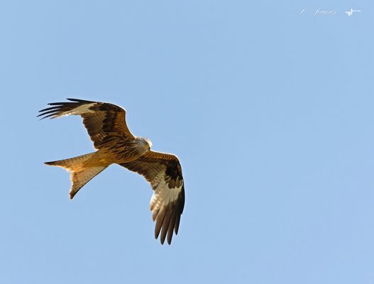 Rapaces Images & Photos