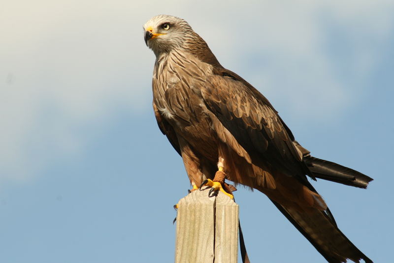 milan royal photo et image | animaux, zoo et animaux en captivité ...