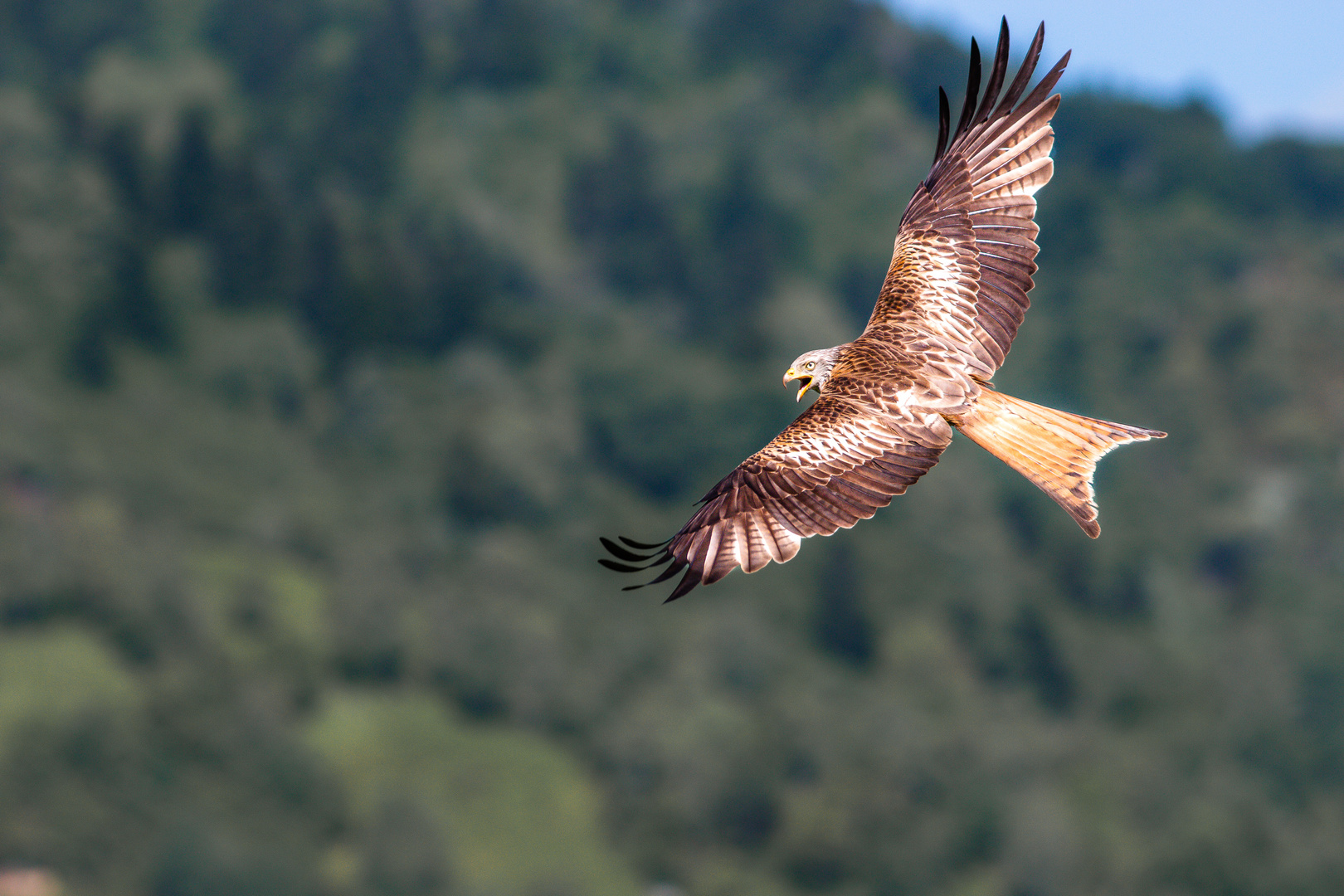 Milan royal photo et image | animaux, animaux sauvages, oiseaux Images ...