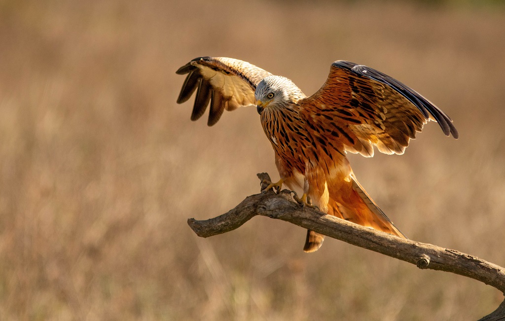 Milan Royal photo et image | nature Images fotocommunity