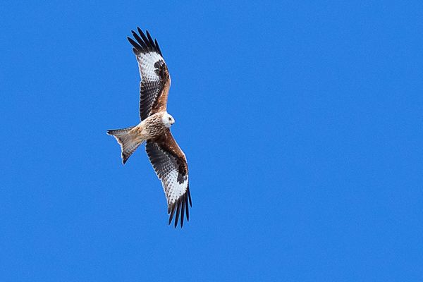 Rapaces Images & Photos