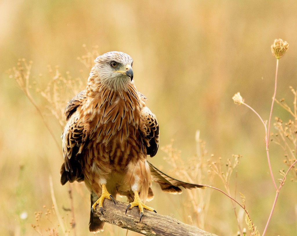 Milan Royal. photo et image | natur, oiseaux, sauvages Images fotocommunity