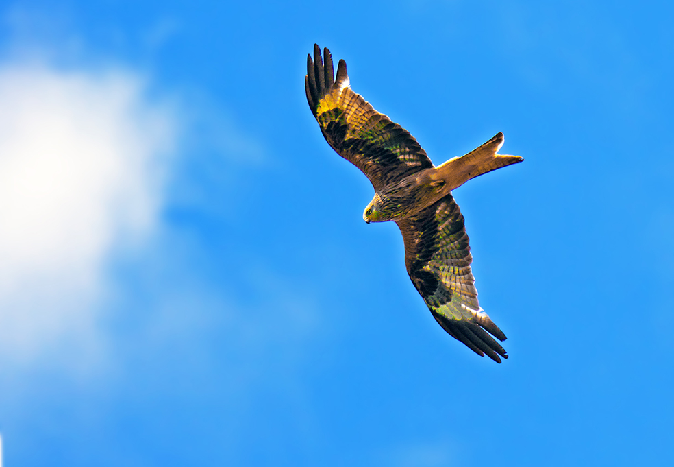 ...Milan Royal... photo et image | nature, animaux, oiseaux Images ...