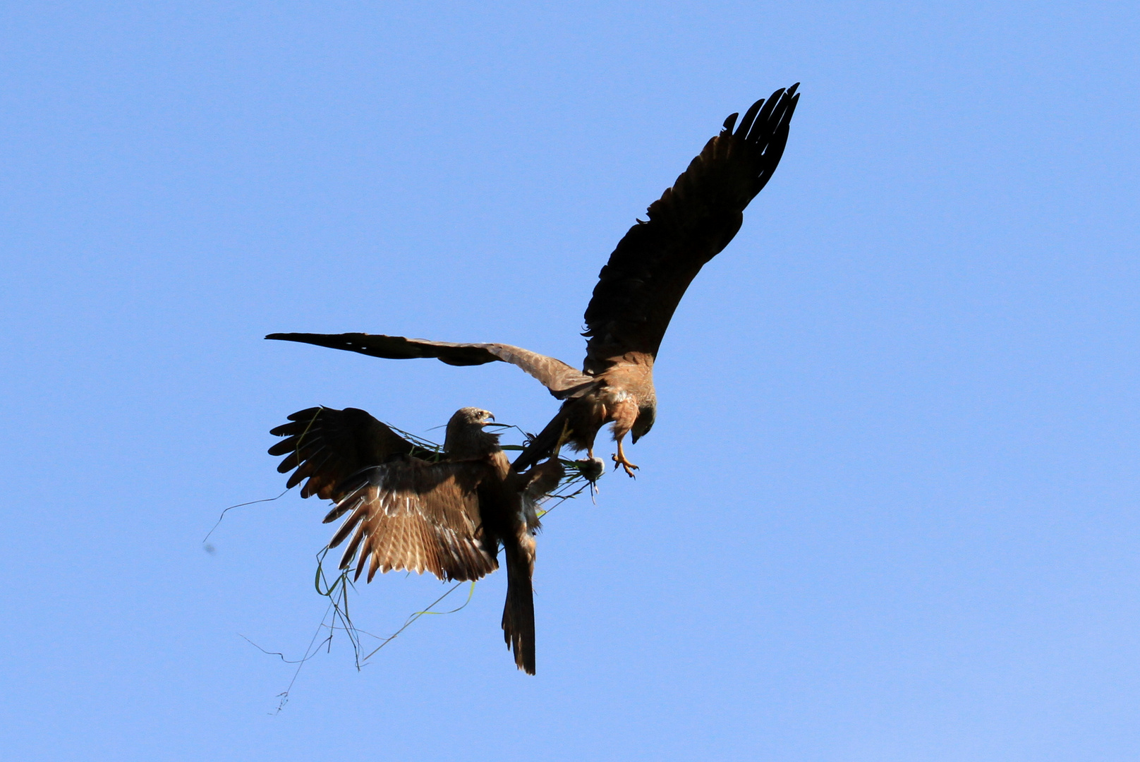Milane Foto & Bild | tiere, wildlife, wild lebende vögel Bilder auf ...
