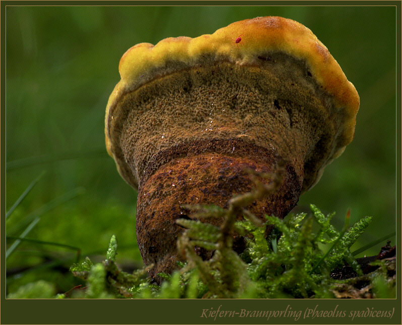 Milbe Foto & Bild | pflanzen, pilze & flechten, pilze & flechten, pilze ...
