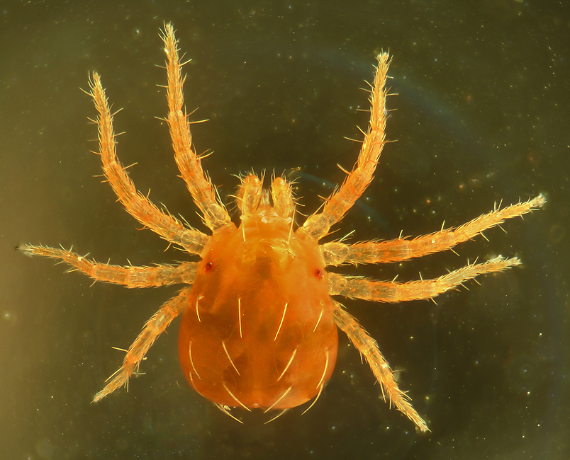 Milbe Foto & Bild | tiere, wildlife, spinnen Bilder auf fotocommunity