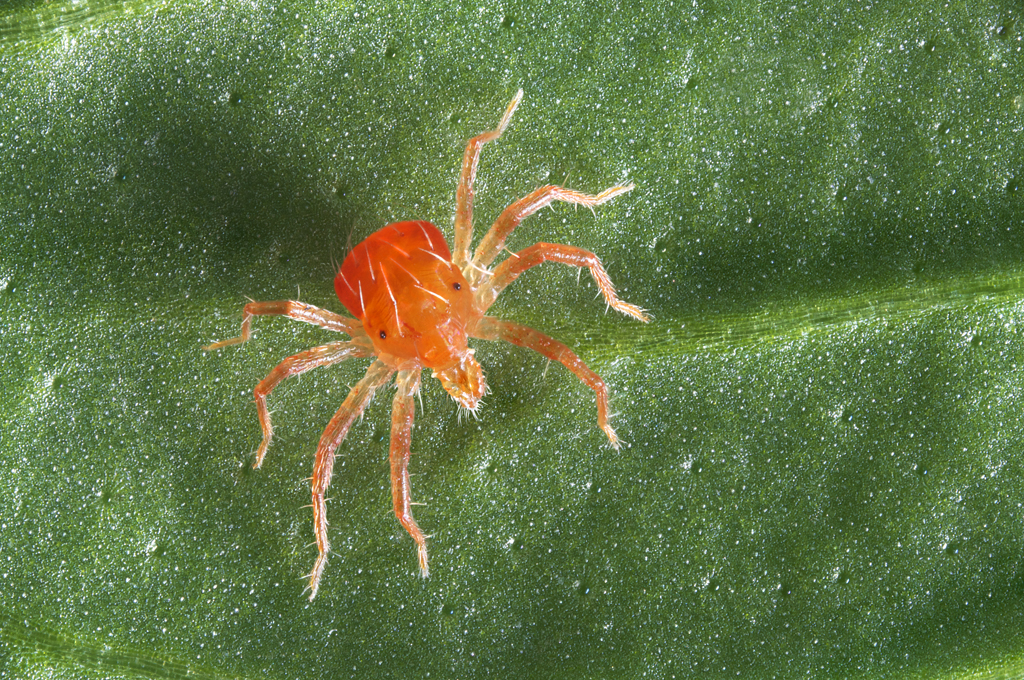 Milbe - Roter Flitzer Foto & Bild | tiere, wildlife, spinnen Bilder auf ...