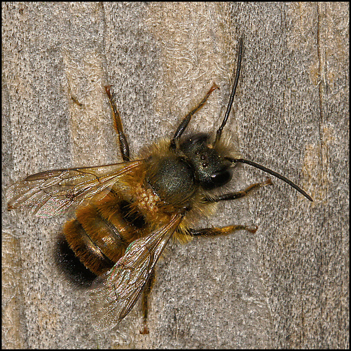 Milben? Foto & Bild | tiere, wildlife, insekten Bilder auf fotocommunity