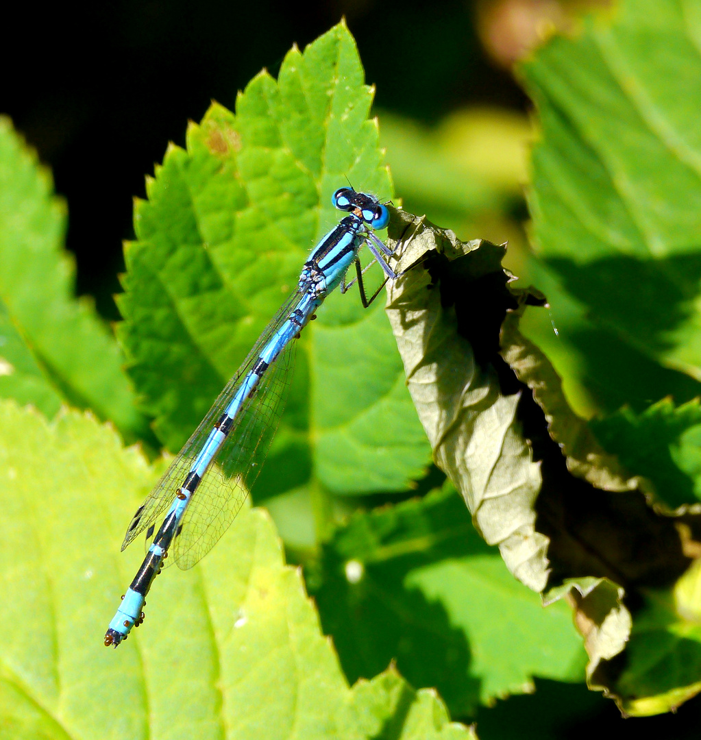 Milbenbefall ? Foto & Bild | naturimpressionen..., natur, pflanzen ...