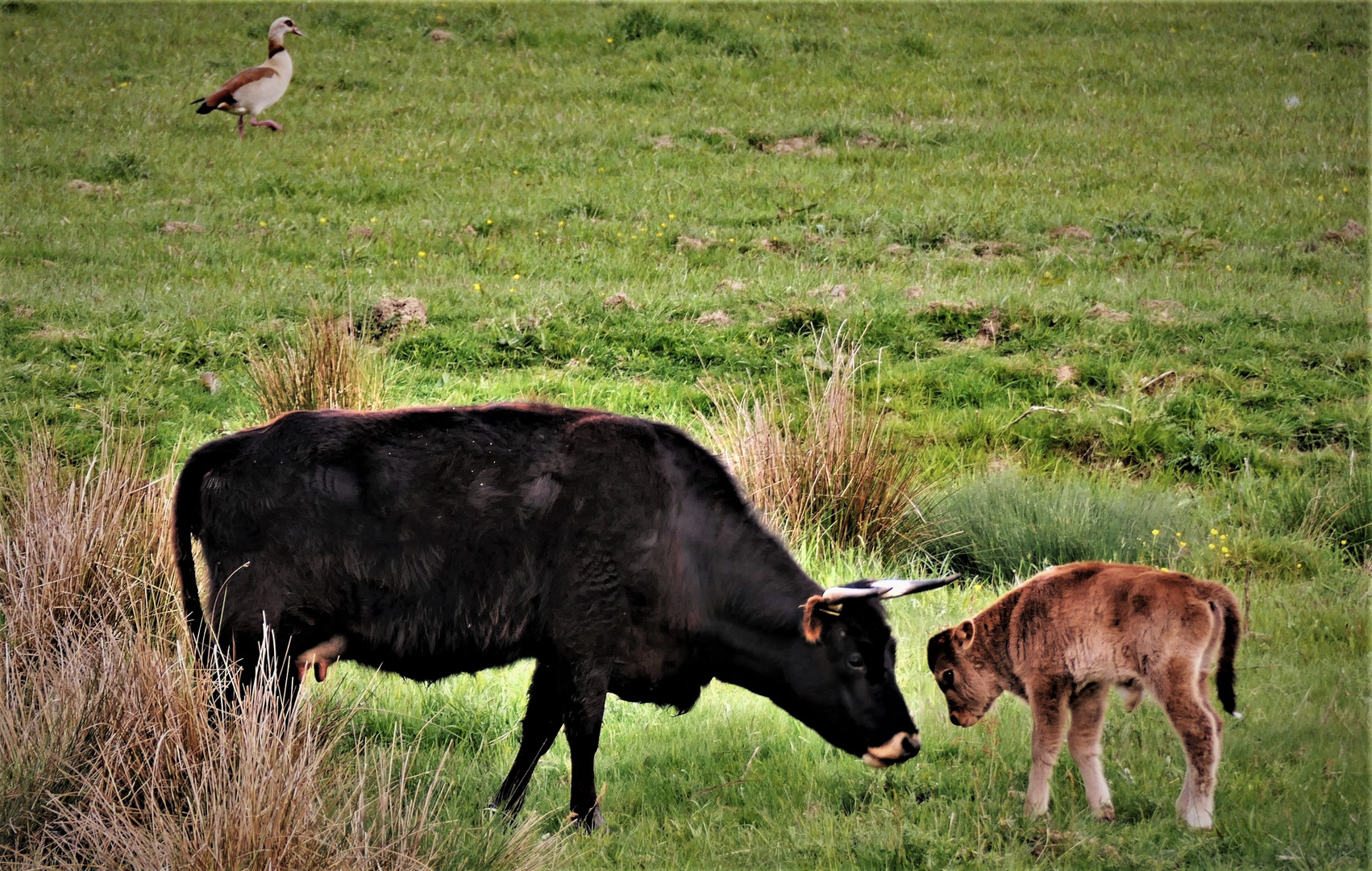Milch her oder es kracht... Foto & Bild | motive, natur, spezial Bilder ...