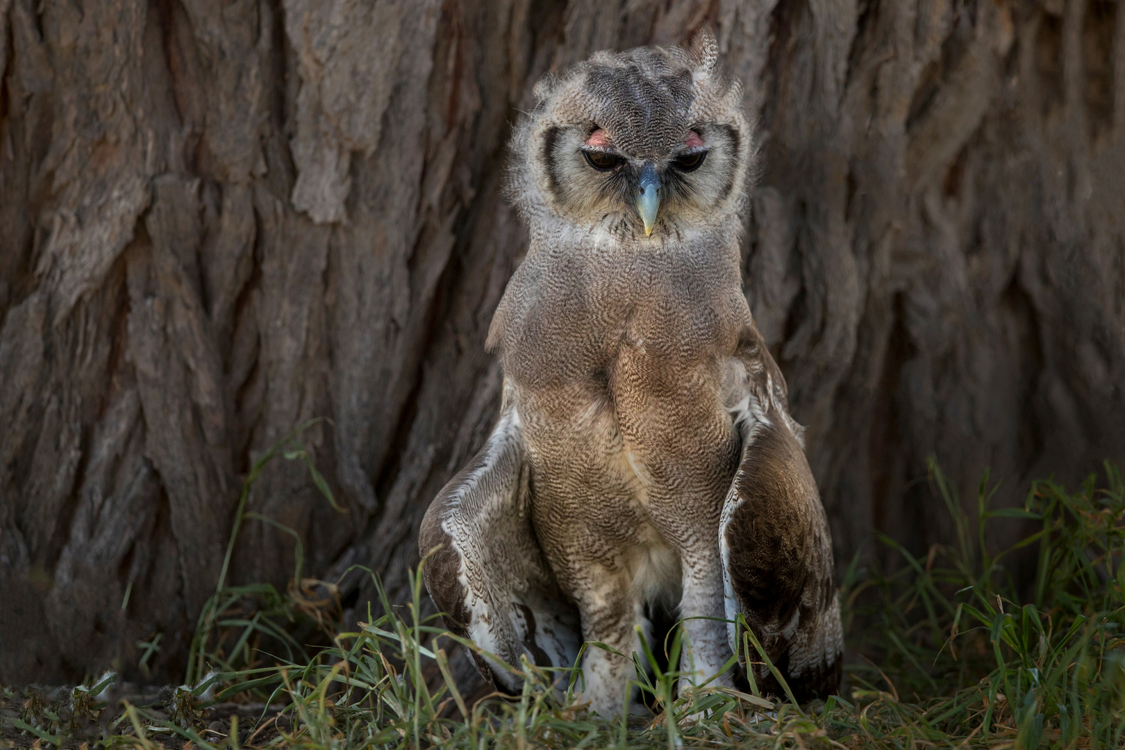 * Milchuhu * Foto & Bild | world, natur, south africa Bilder auf ...
