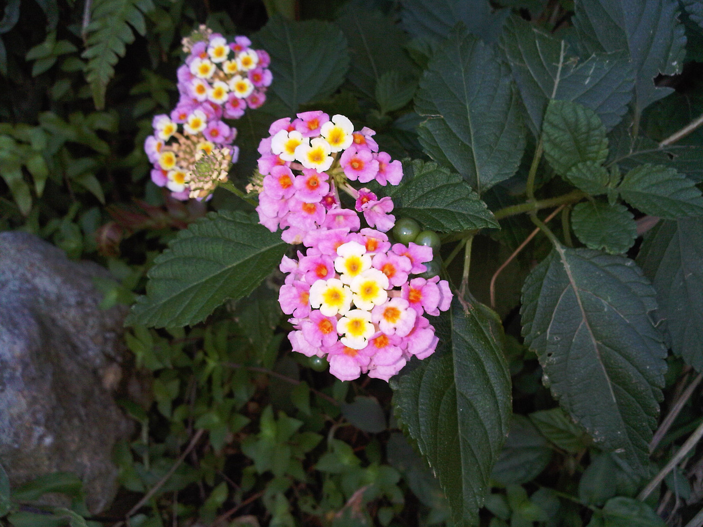 mille-fleurs photo et image | fleurs, nature Images fotocommunity