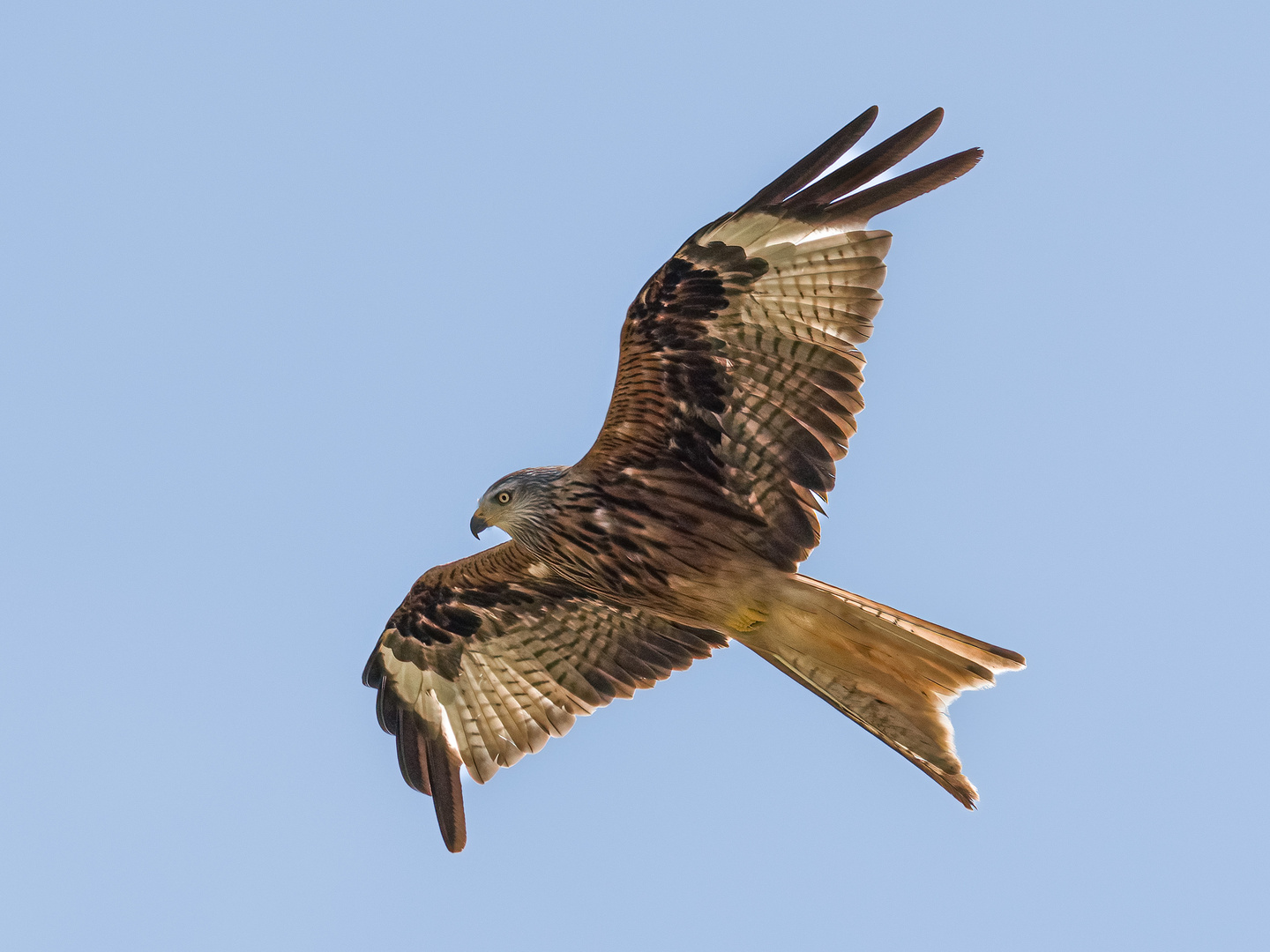 Milvus milvus Foto & Bild | tiere, wildlife, wild lebende vögel Bilder ...