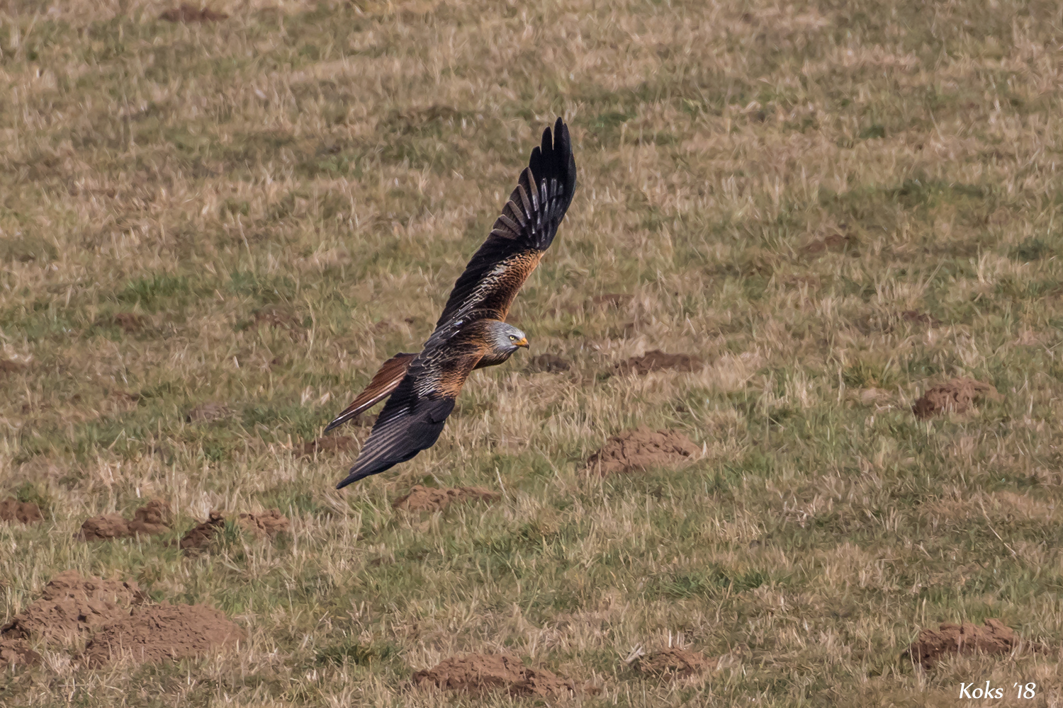 Milvus milvus Foto & Bild | tiere, wildlife, wild lebende vögel Bilder ...