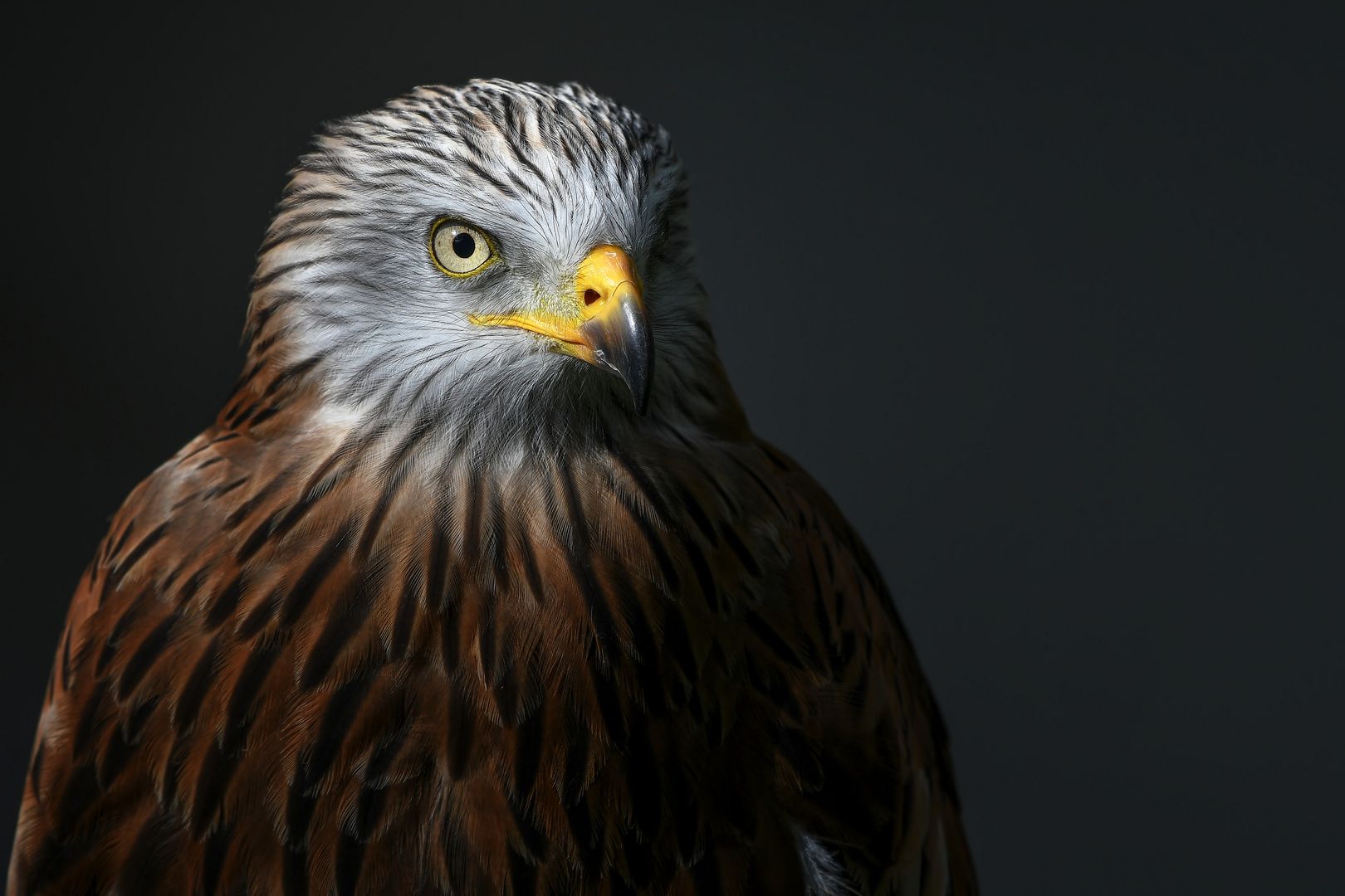 Milvus milvus Foto & Bild | world, natur, zoo Bilder auf fotocommunity