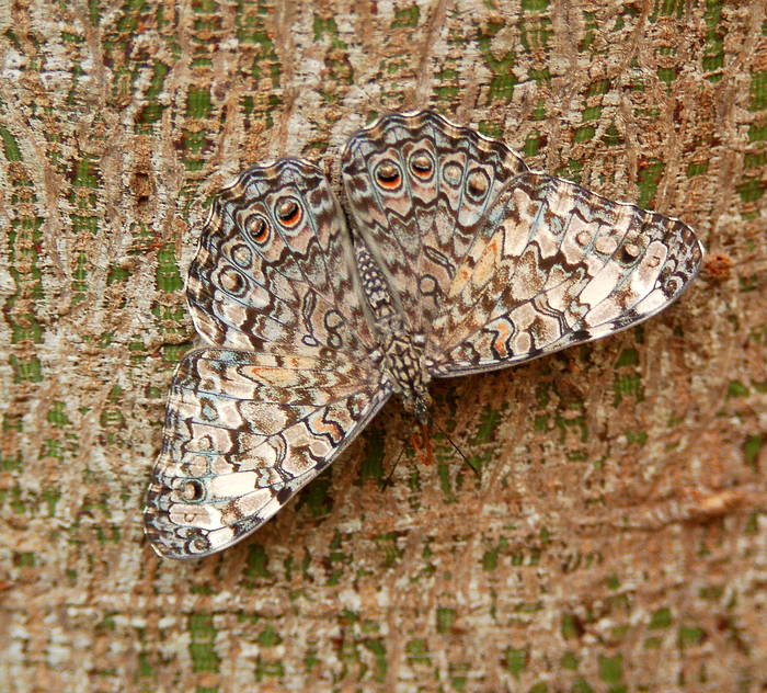 Mimese Foto & Bild | tiere, zoo, wildpark & falknerei, insekten ...