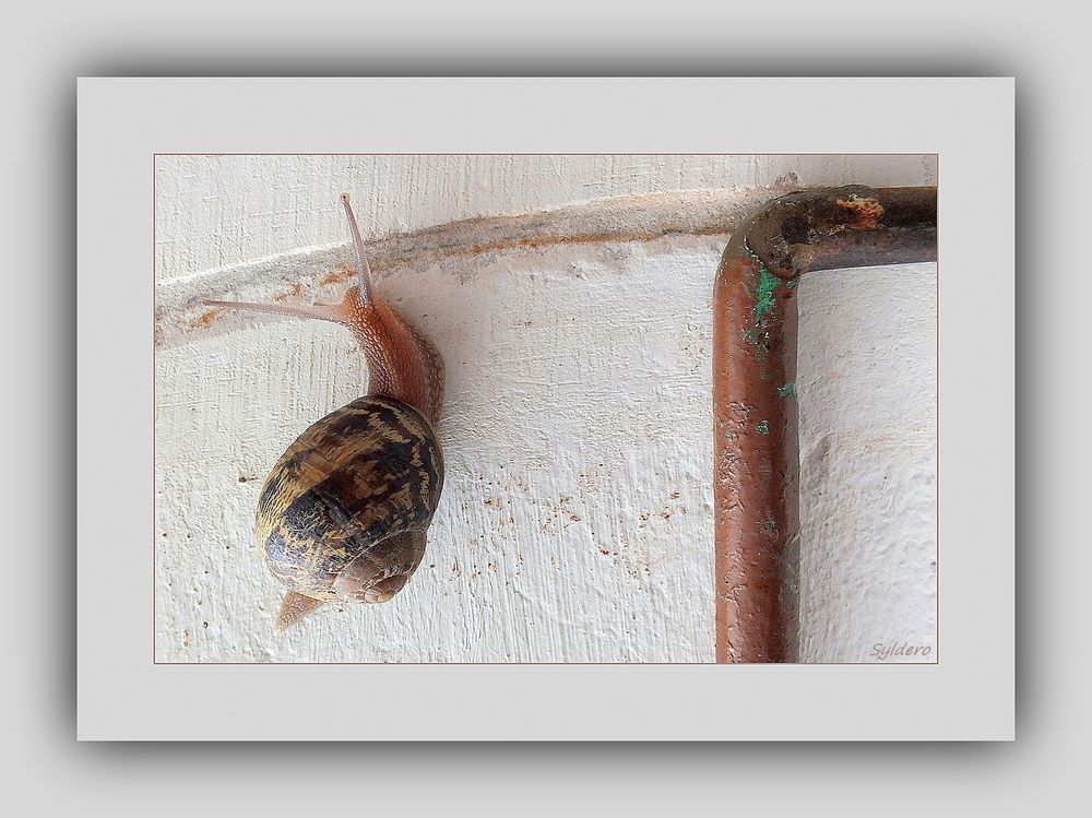 Mimétisme photo et image | animaux, nature, escargot Images fotocommunity