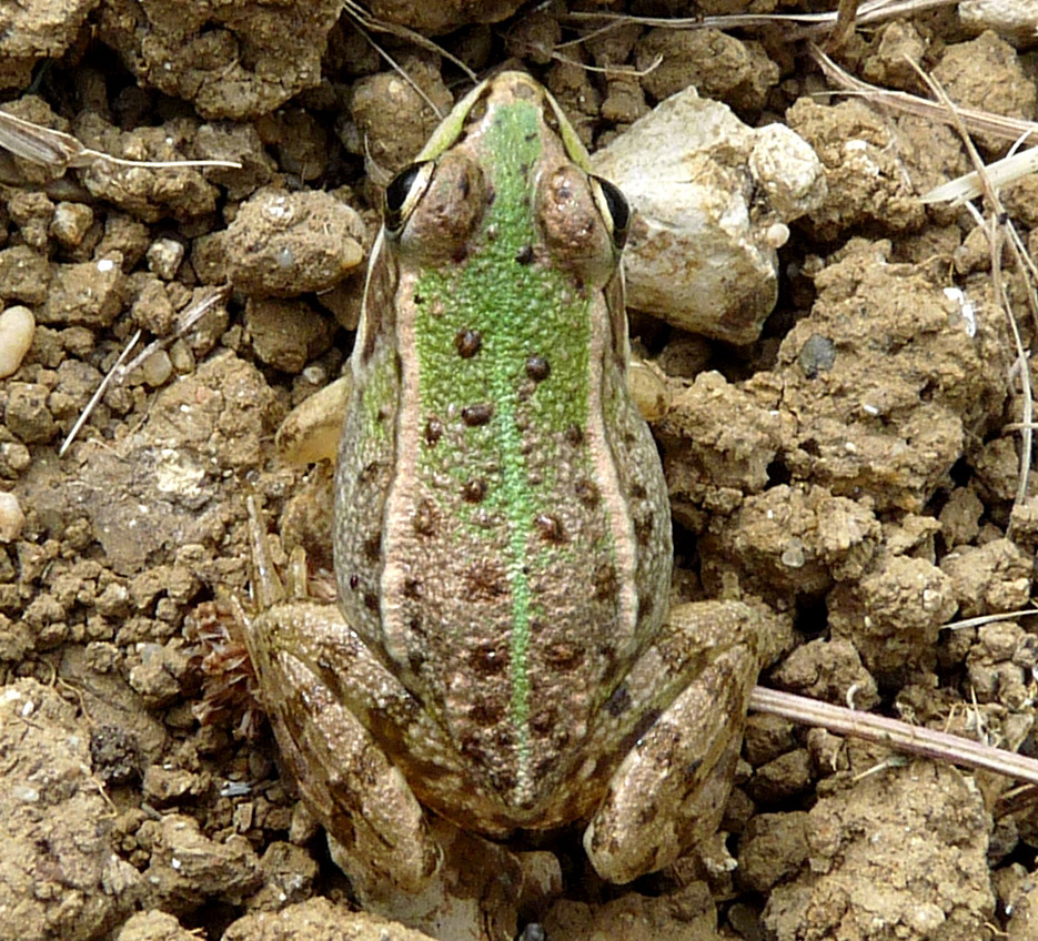 Mimétisme. photo et image | animaux, reptiles, amphibiens, grenouille ...