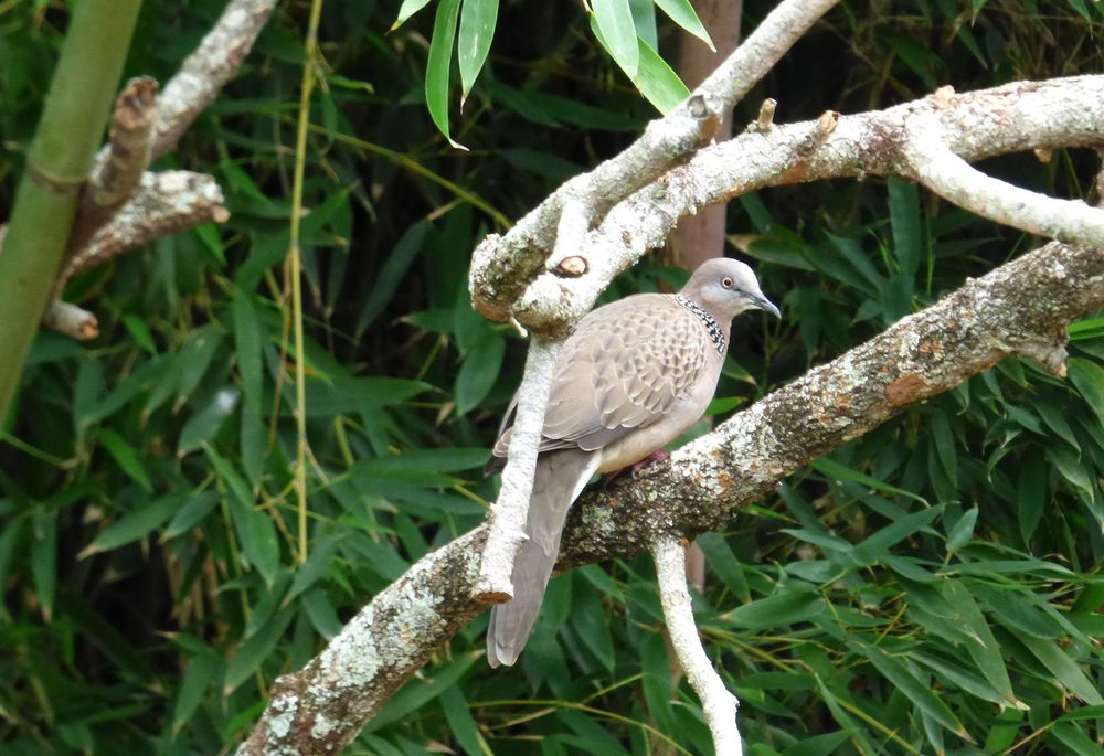 Mimétisme photo et image | animaux, animaux sauvages, oiseaux Images ...