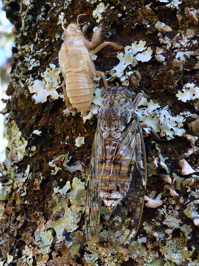 Mimétisme ... photo et image | macro nature, macro insectes, nature ...