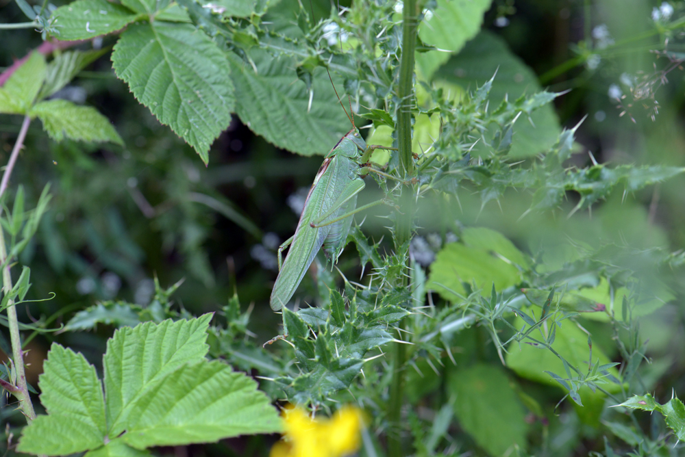 Mimétisme parfait photo et image | fleurs, macro insecte, 13-07-2017 ...