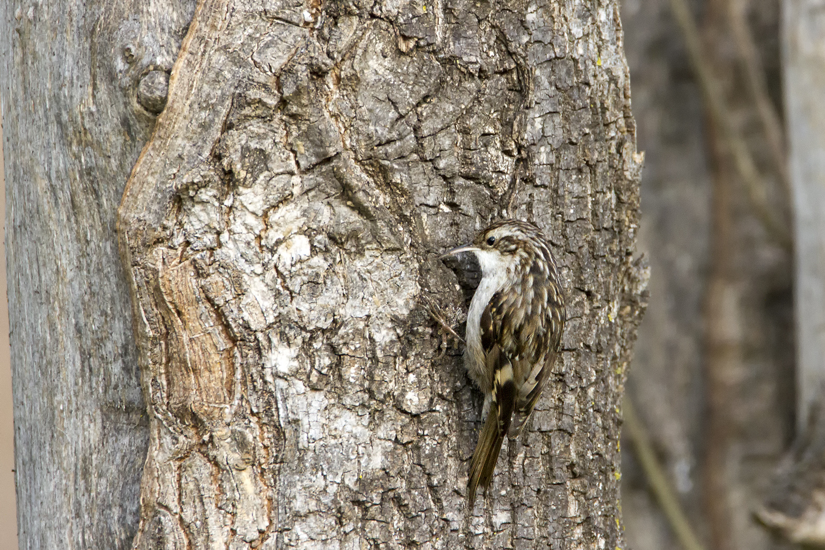 Mimétisme presque parfait photo et image | animaux, animaux sauvages ...