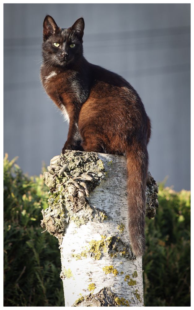 Mimi Foto & Bild | tiere, haustiere, katzen Bilder auf fotocommunity