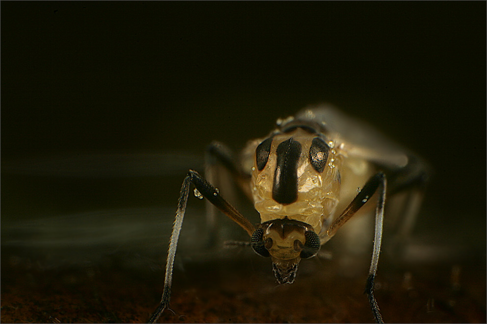 Mimikry Foto & Bild | tiere, wildlife, insekten Bilder auf fotocommunity